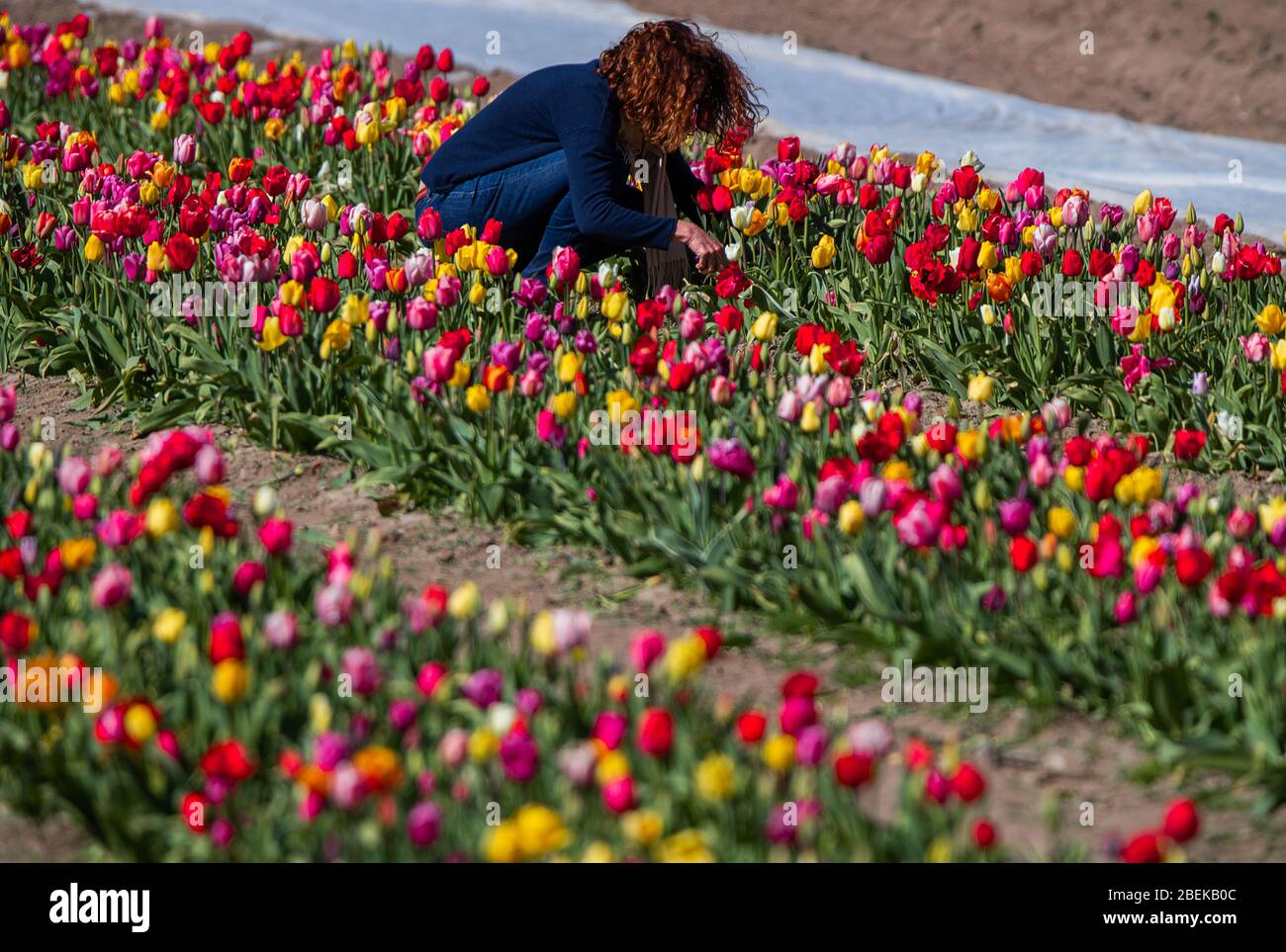 Grevesmuhlen, Germany. 14th Apr, 2020. A woman cuts off tulips in a ...
