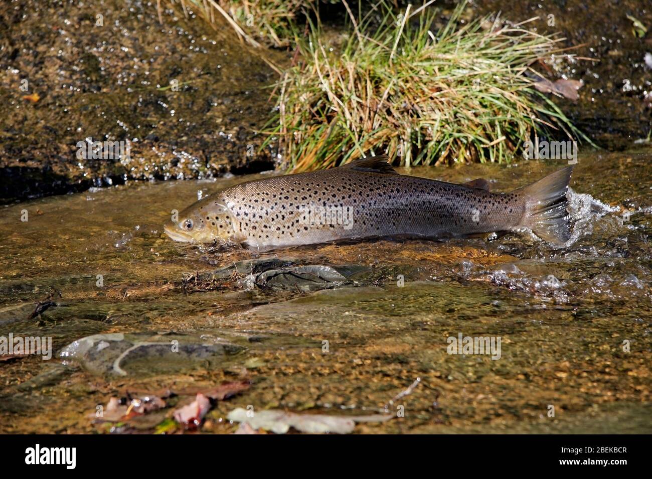 SEA TROUT (Salmo trutta) migrating fish, Scotland, UK Stock Photo - Alamy