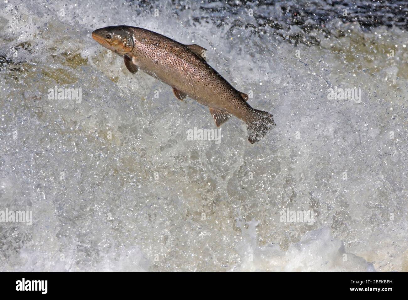 Leaping fish hi-res stock photography and images - Alamy