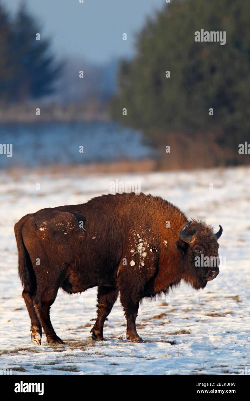 Prehistoric bison hi-res stock photography and images - Alamy