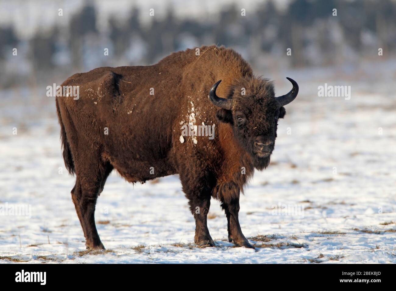 European bison wisent zubr hi-res stock photography and images - Alamy
