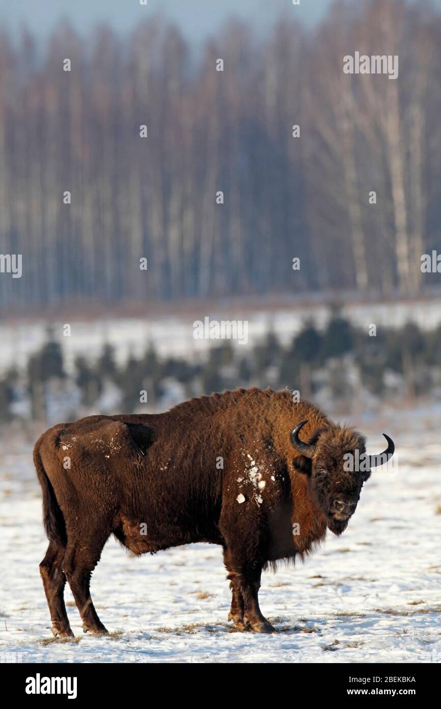 EUROPEAN BISON (Bison bonasus) in a snow covered meadow, Poland Stock ...