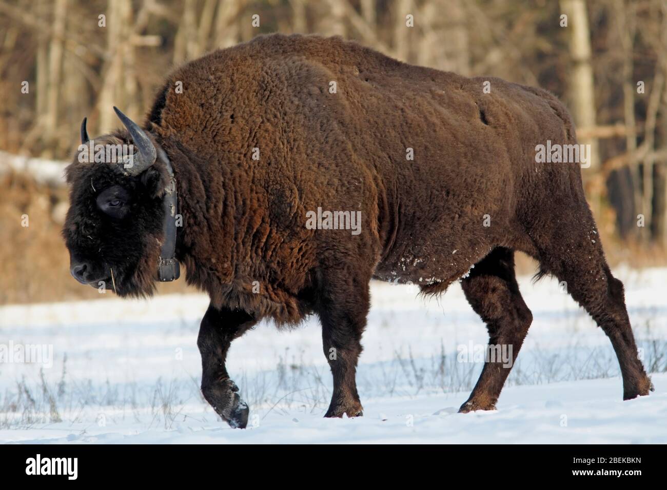 European bison and cattle hi-res stock photography and images - Alamy