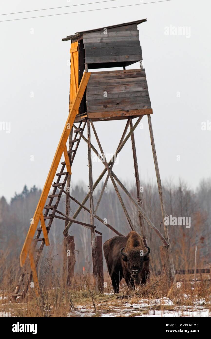 European Bison Hunting