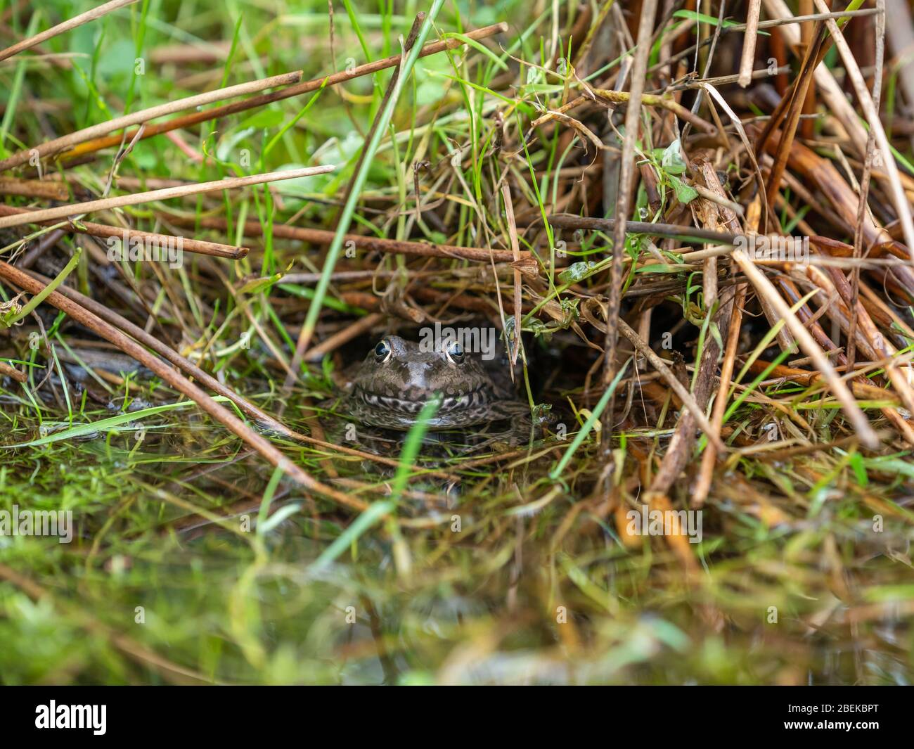 Small young marsh frog hi-res stock photography and images - Alamy