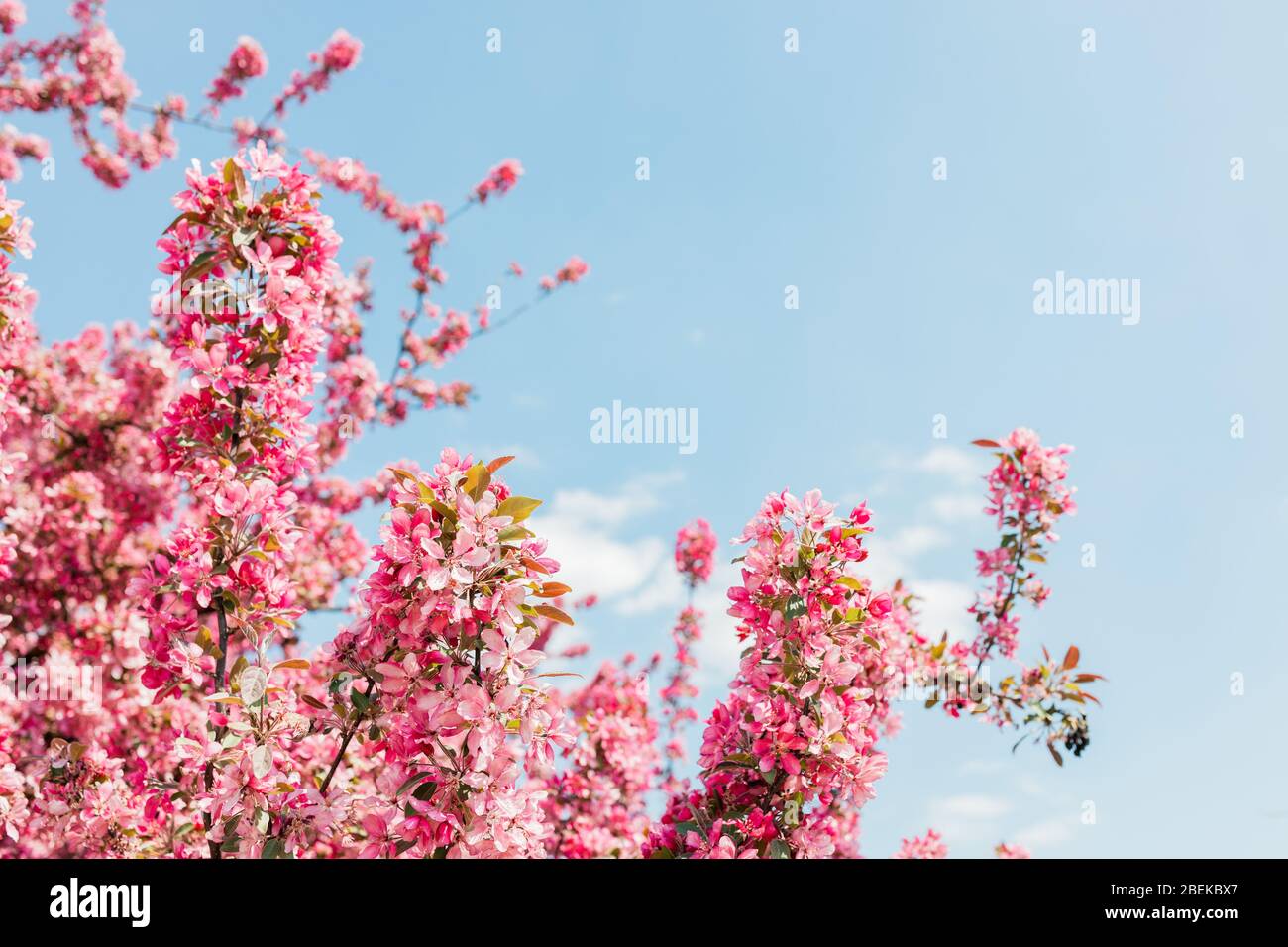 Beautiful cherry blossom in spring hi-res stock photography and images ...