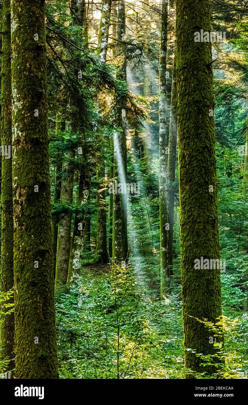 Italy Calabria Natural Regional Park Le Serre - Bosco Archiforo Stock ...