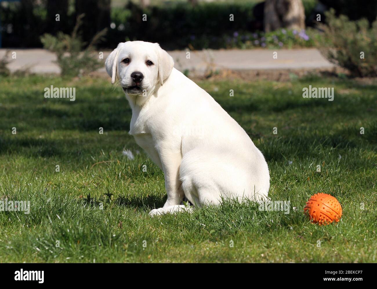the yellow labrador playing in the park Stock Photo - Alamy