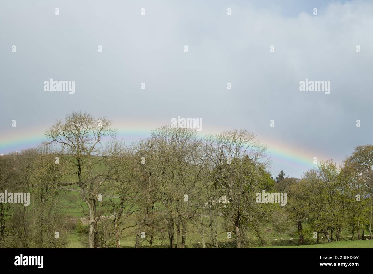 Countryside Rainbow above trees in a field, Nidderdale, North Yorkshire ...