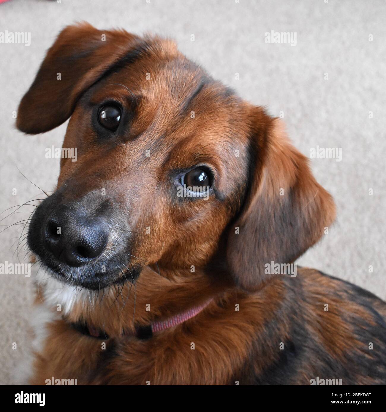 Cute dog, handsome with beautiful colors and thick hair Stock Photo - Alamy