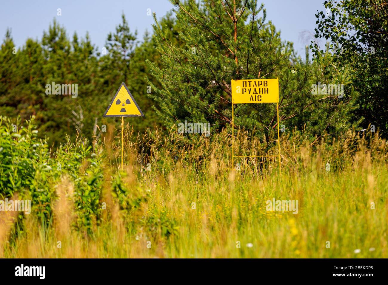 Red forest ukraine chernobyl hi-res stock photography and images - Alamy