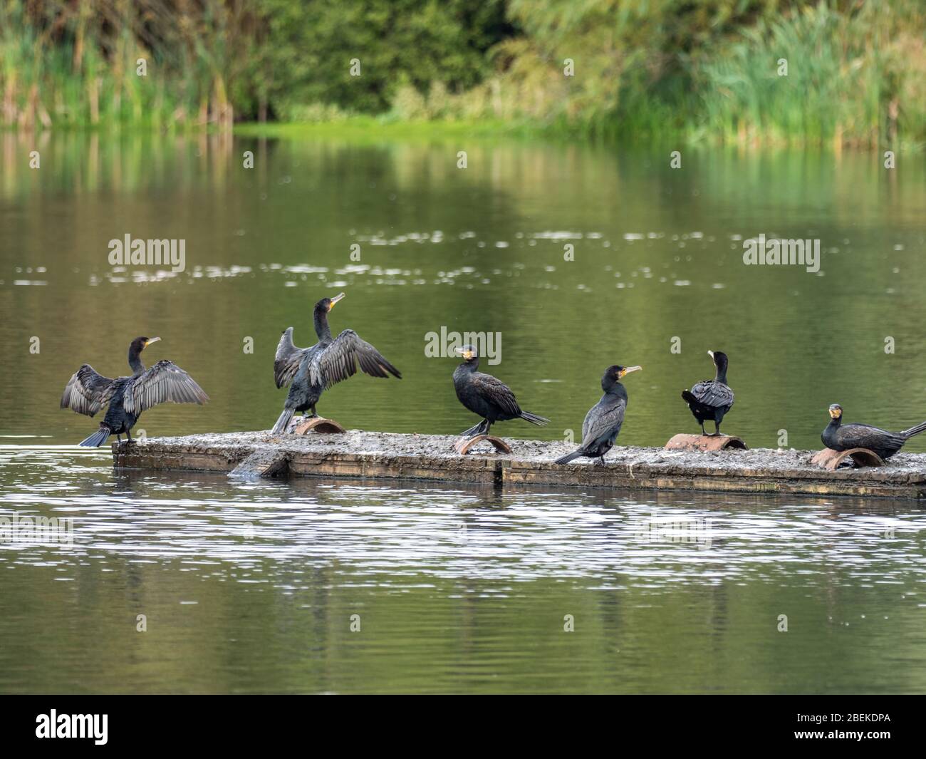 Nesting platform hi-res stock photography and images - Alamy