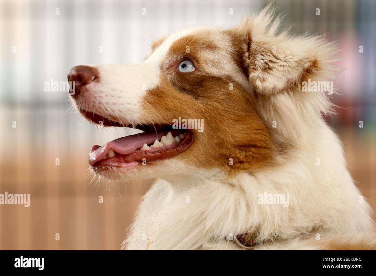 Cute dog, handsome with beautiful colors and thick hair Stock Photo - Alamy