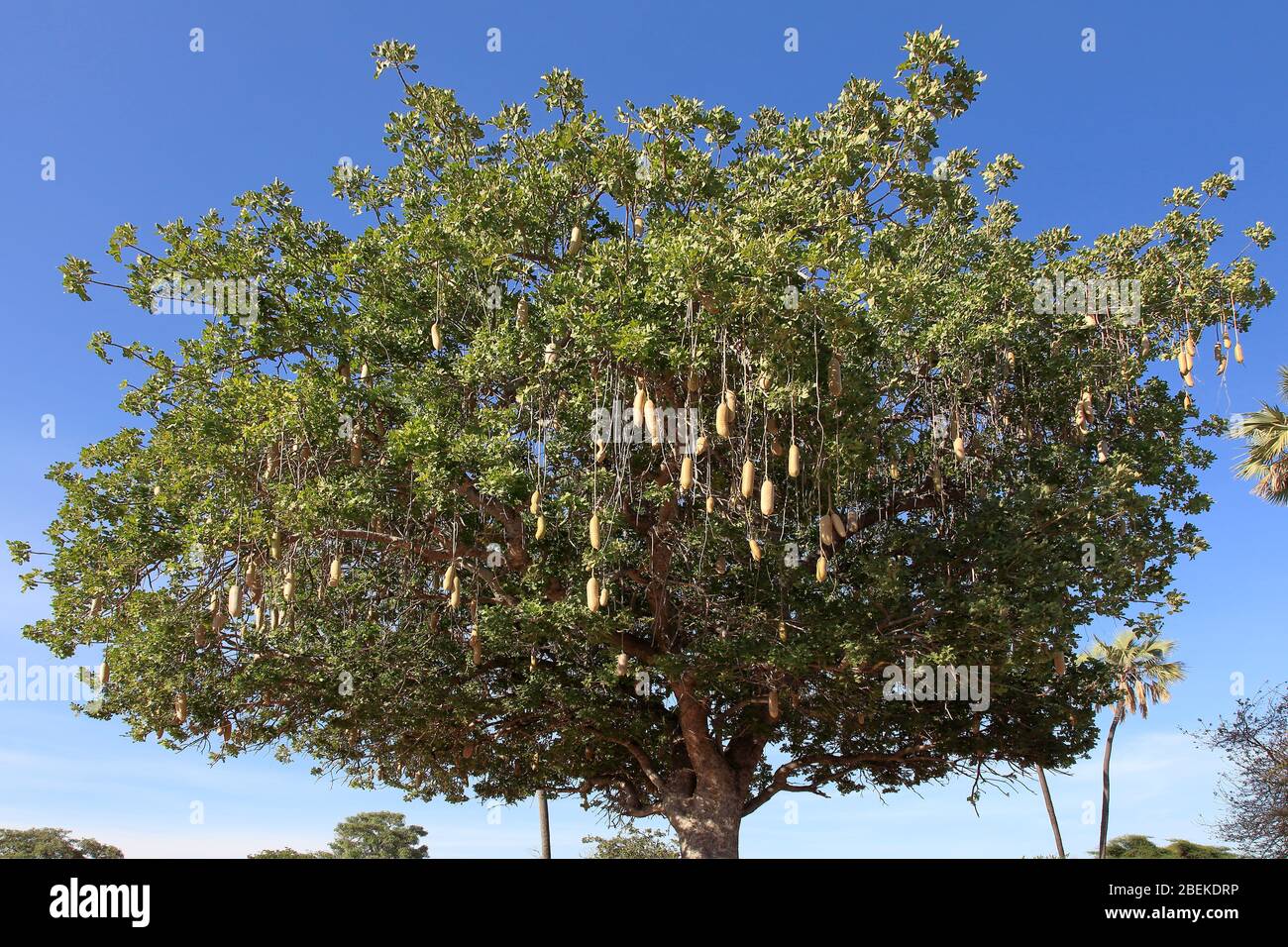 Sausage tree (Kigelia) with pods Stock Photo - Alamy