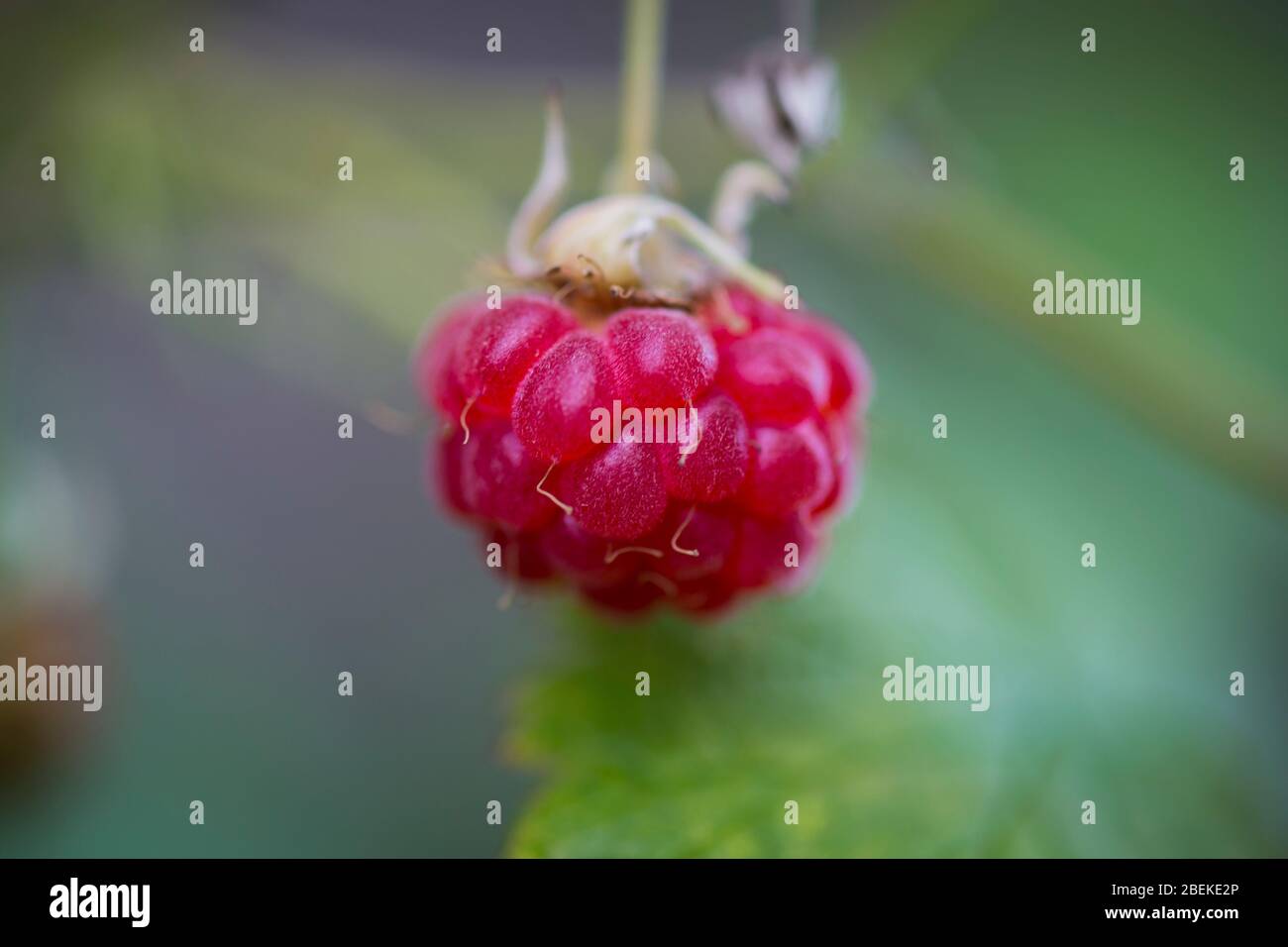 Beautiful photo of ripe, red raspberry with leaf in a background Stock ...