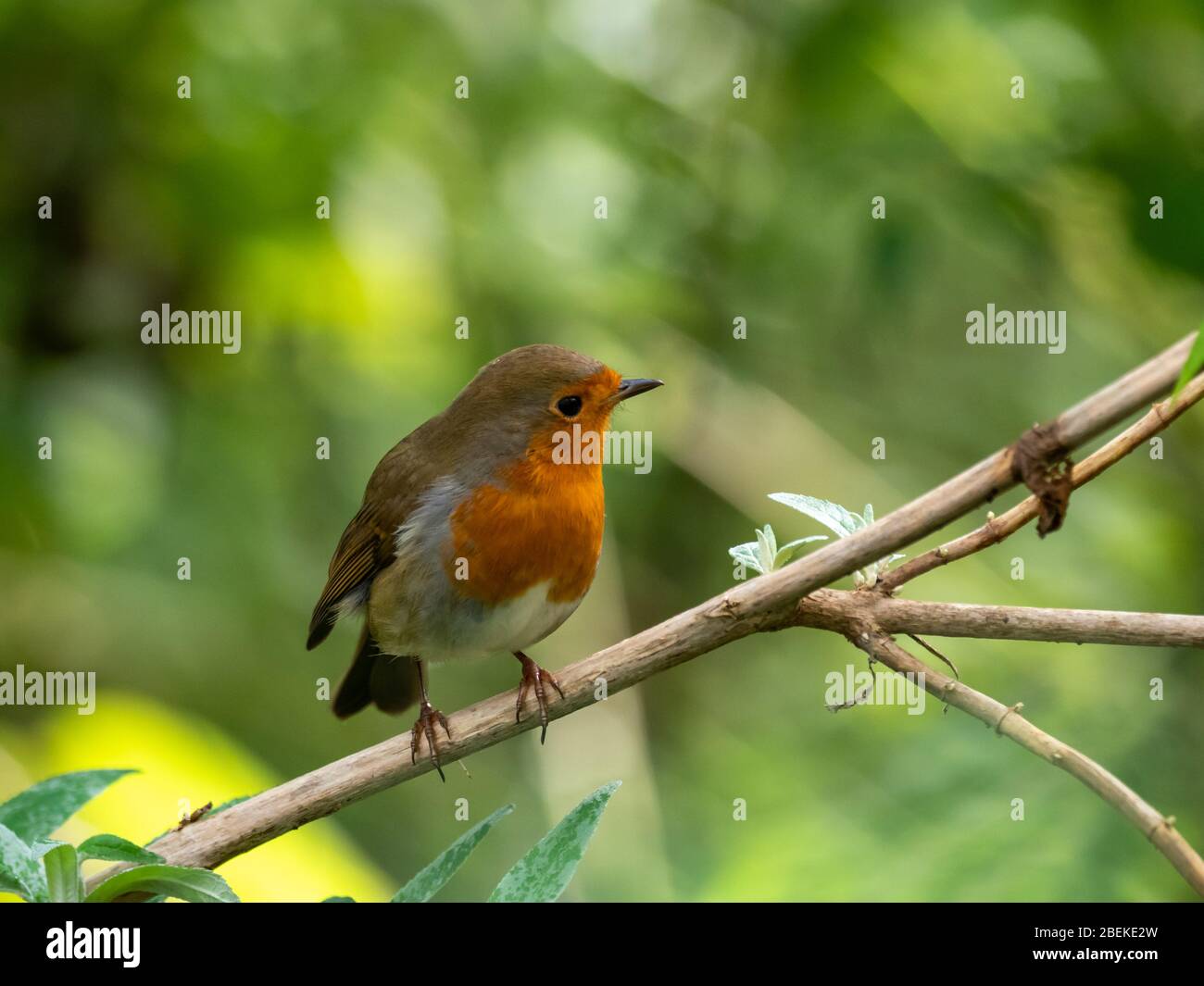 Robin perched on a tree branch Stock Photo - Alamy