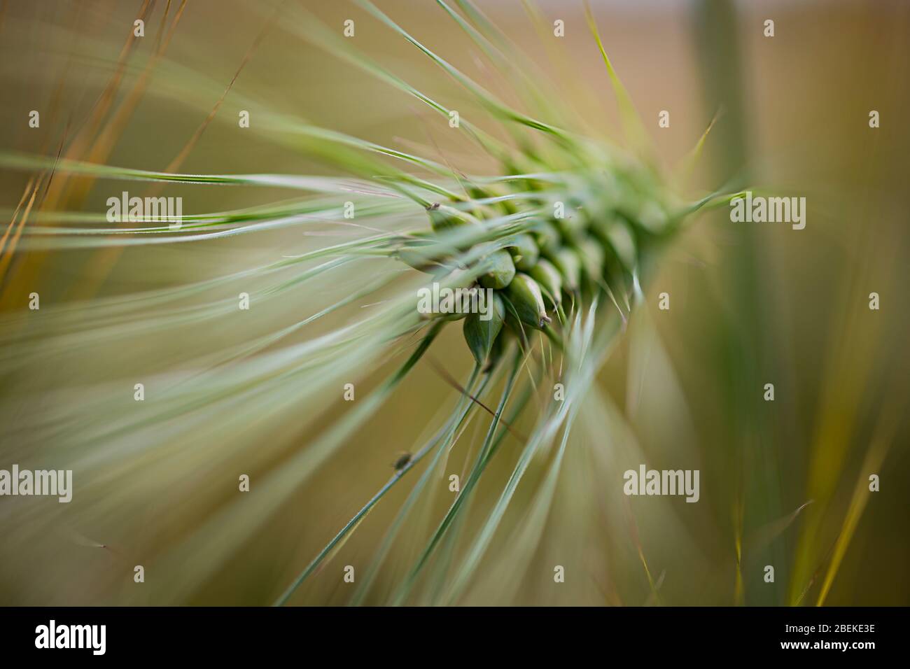 Closeup, macro photo of barley spike in the field, blurred bokeh ...
