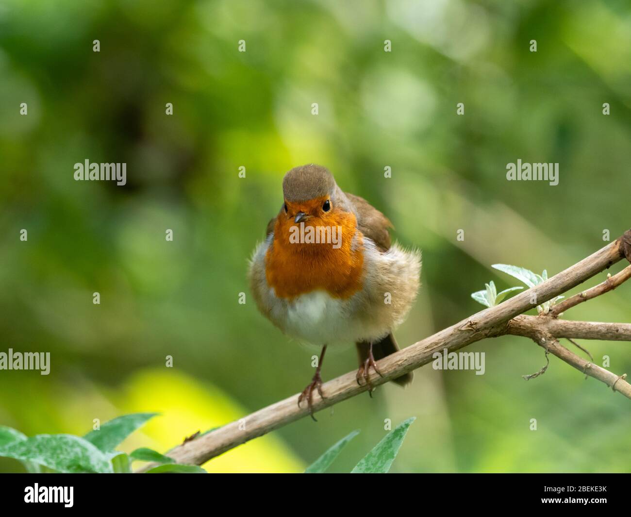 Robin perched on a tree branch Stock Photo - Alamy