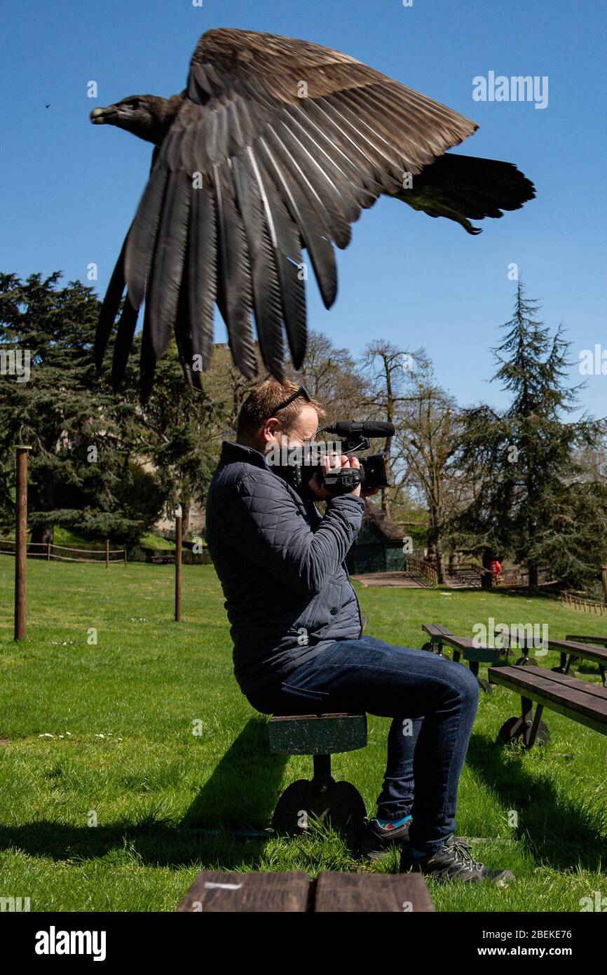 An Andean Condor flies over a lone video journalist at Warwick Castle ...
