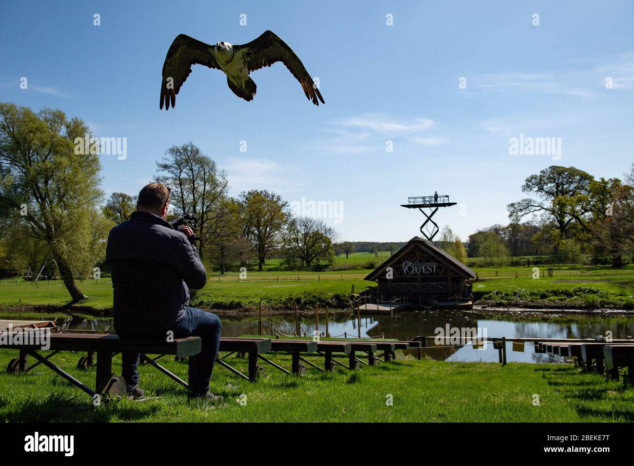 Vulture at falconry show hi-res stock photography and images - Alamy