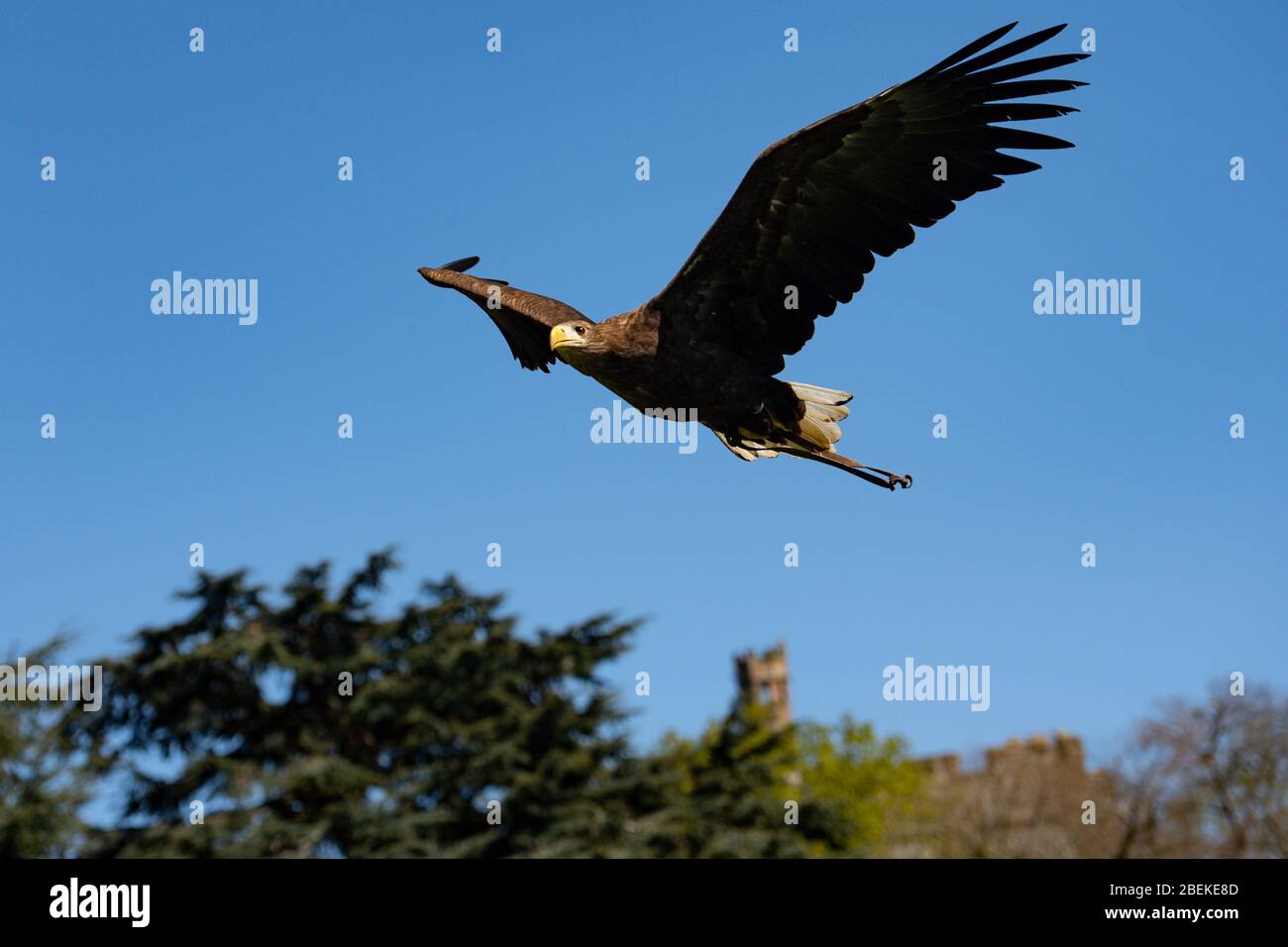 White tailed sea eagle warwick castle hi-res stock photography and ...
