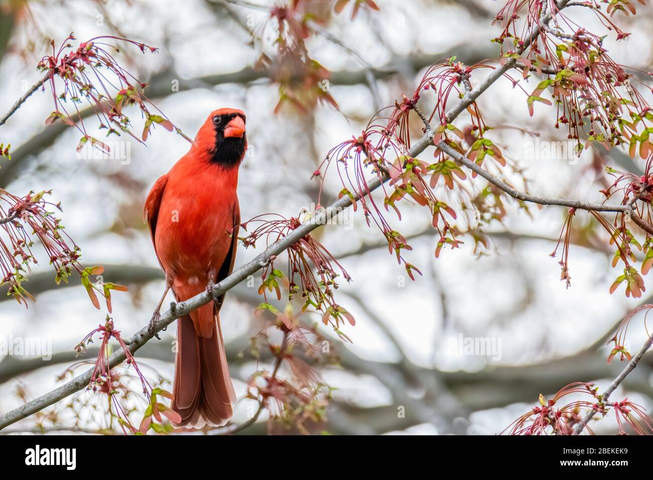 Male Northern Cardinal on a Branch with Spring Flowers Stock Photo - Alamy