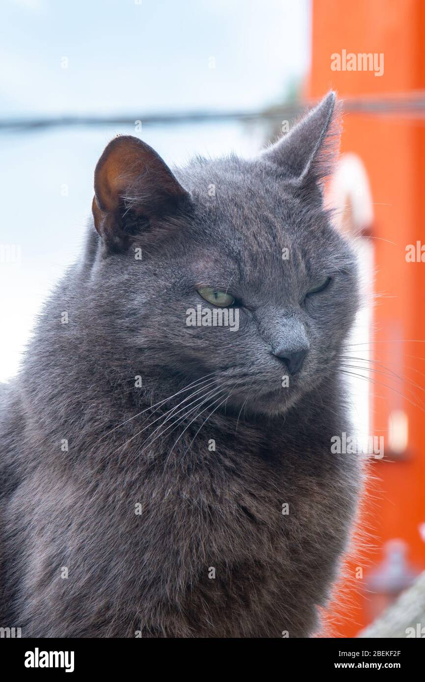 Portrait of angry British short-hair cat, animal Stock Photo - Alamy