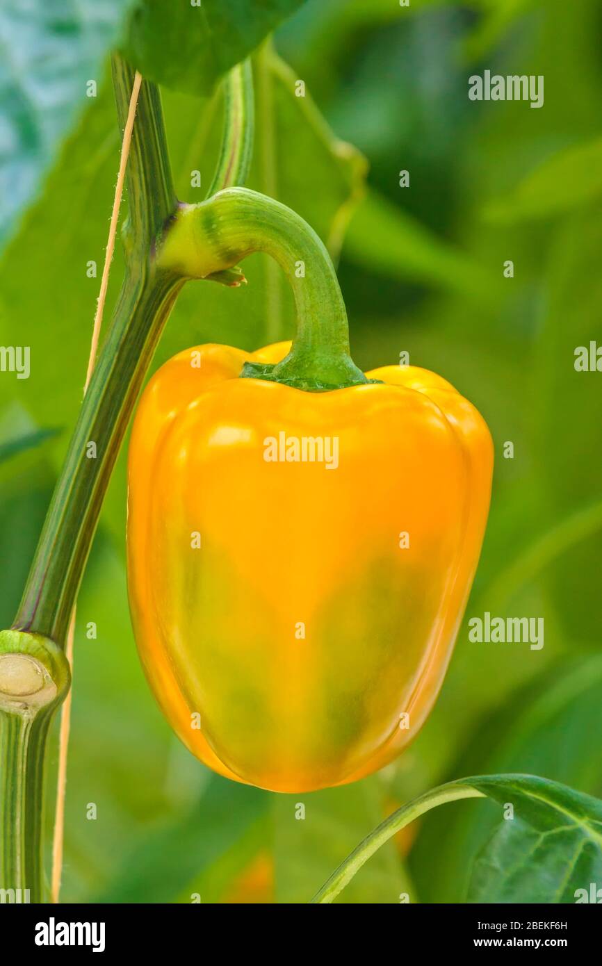 Inside of a pepper hi-res stock photography and images - Alamy