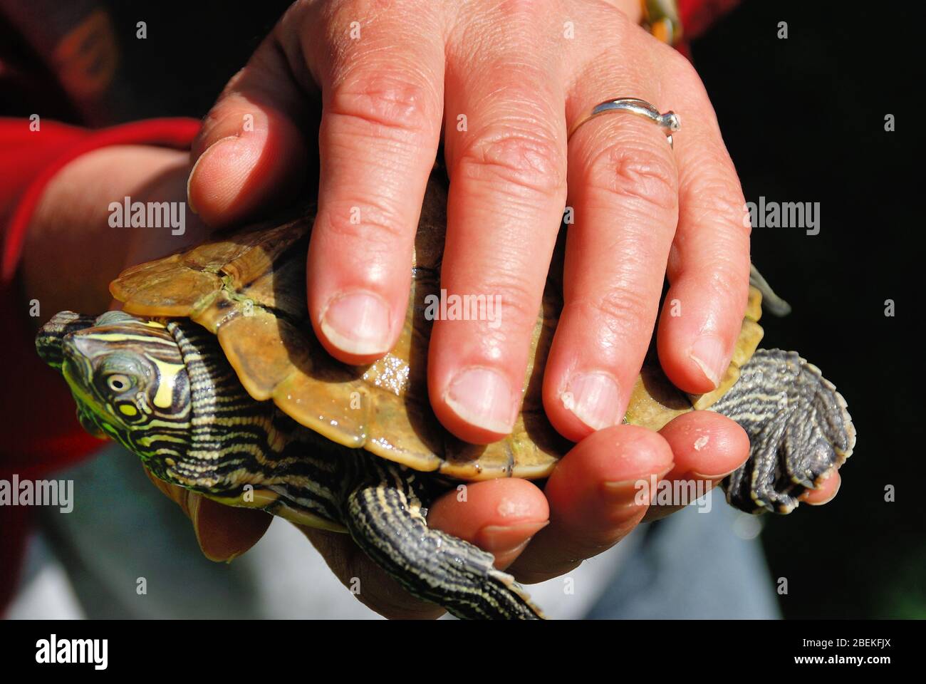 Two hands gently hold an aquatic turtle Stock Photo - Alamy