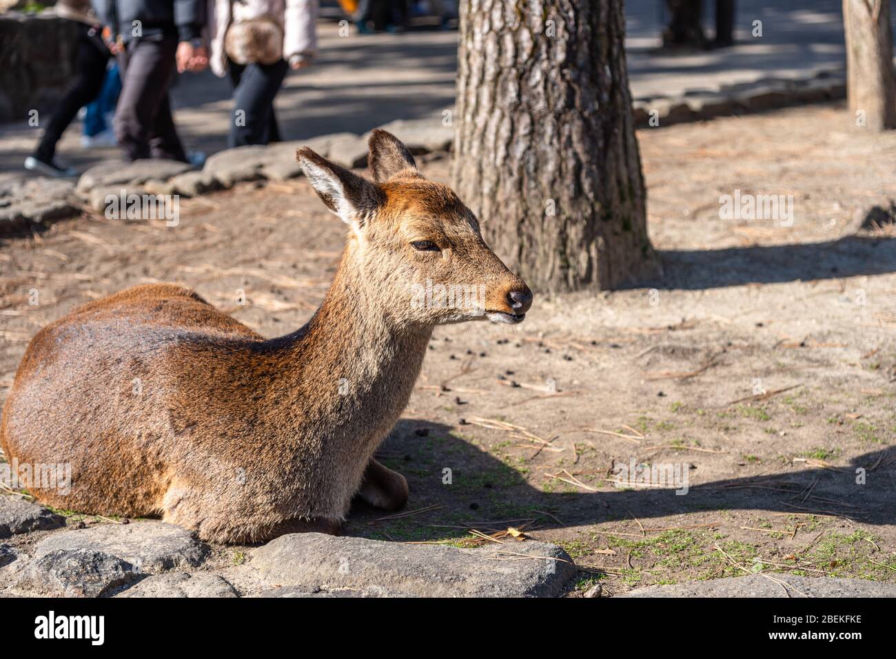 Close-up Deer relax in sunshine in the Miyajima on New Year Japanese ...