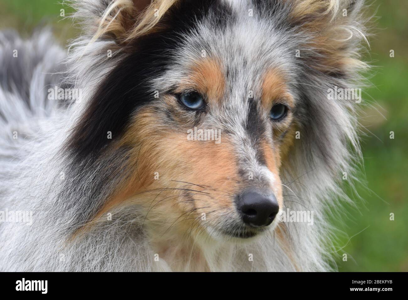 Cute dog, handsome with beautiful colors and thick hair Stock Photo - Alamy