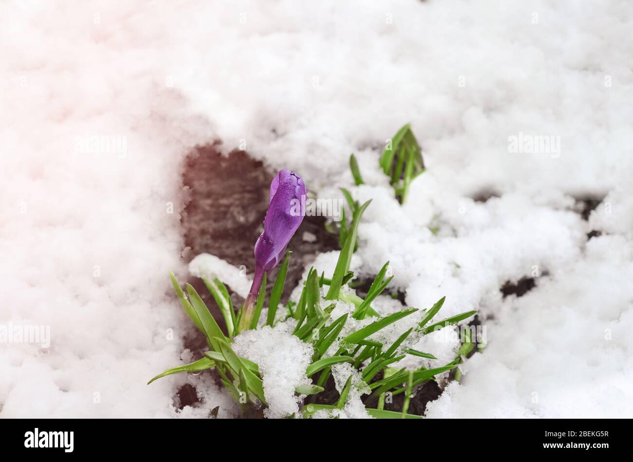 Snowfall and its consequences hi-res stock photography and images - Alamy