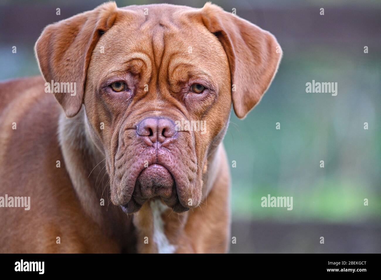 Cute dog, handsome with beautiful colors and thick hair Stock Photo - Alamy