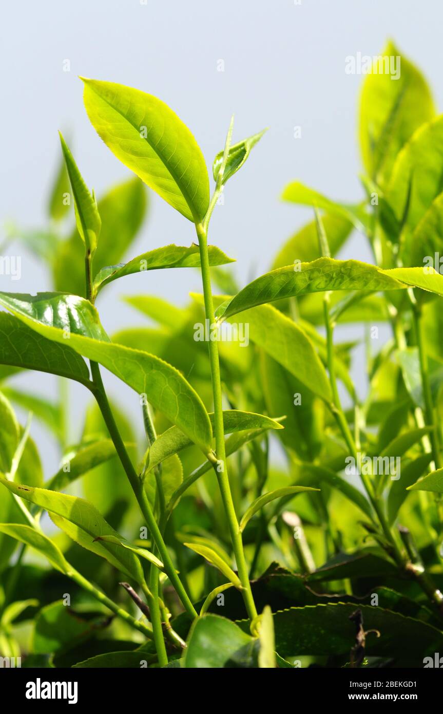 The detail of the leaves from tea bush Stock Photo - Alamy
