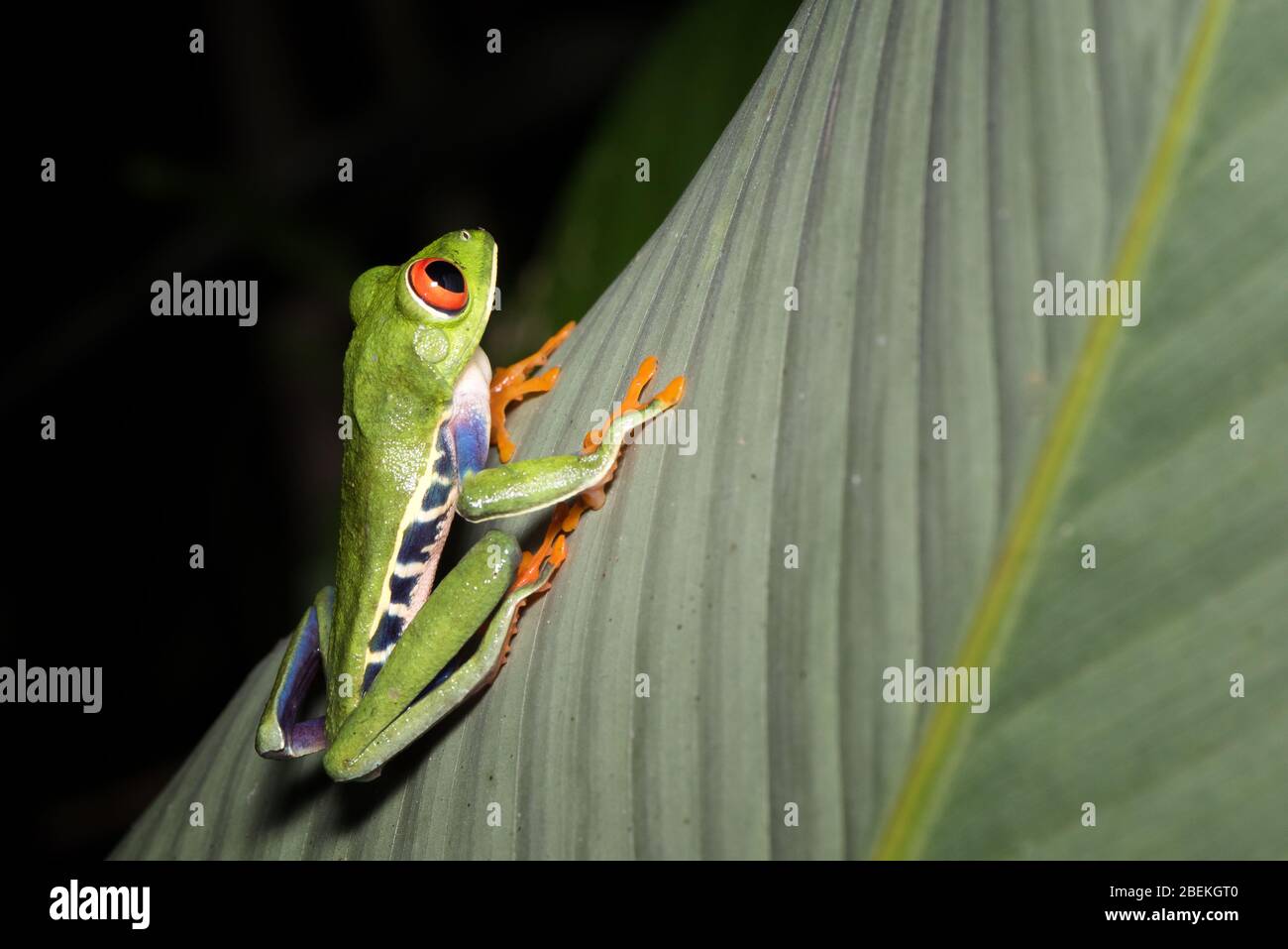 Night photography of a Red-eyed tree frog or leaf frog, or Gaudy Leaf ...