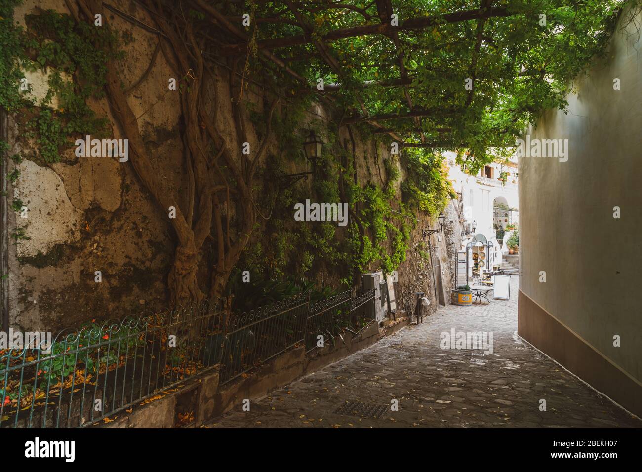 Clambering evergreen hi-res stock photography and images - Alamy