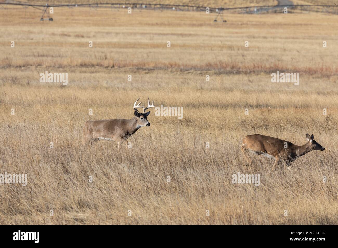 Whitetail buck doe rut hi-res stock photography and images - Alamy