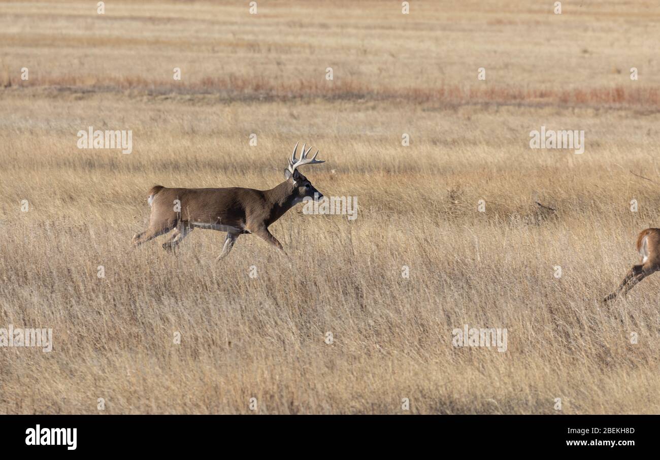 Whitetai Deer buck and Doe inthe Fall Rut Stock Photo - Alamy