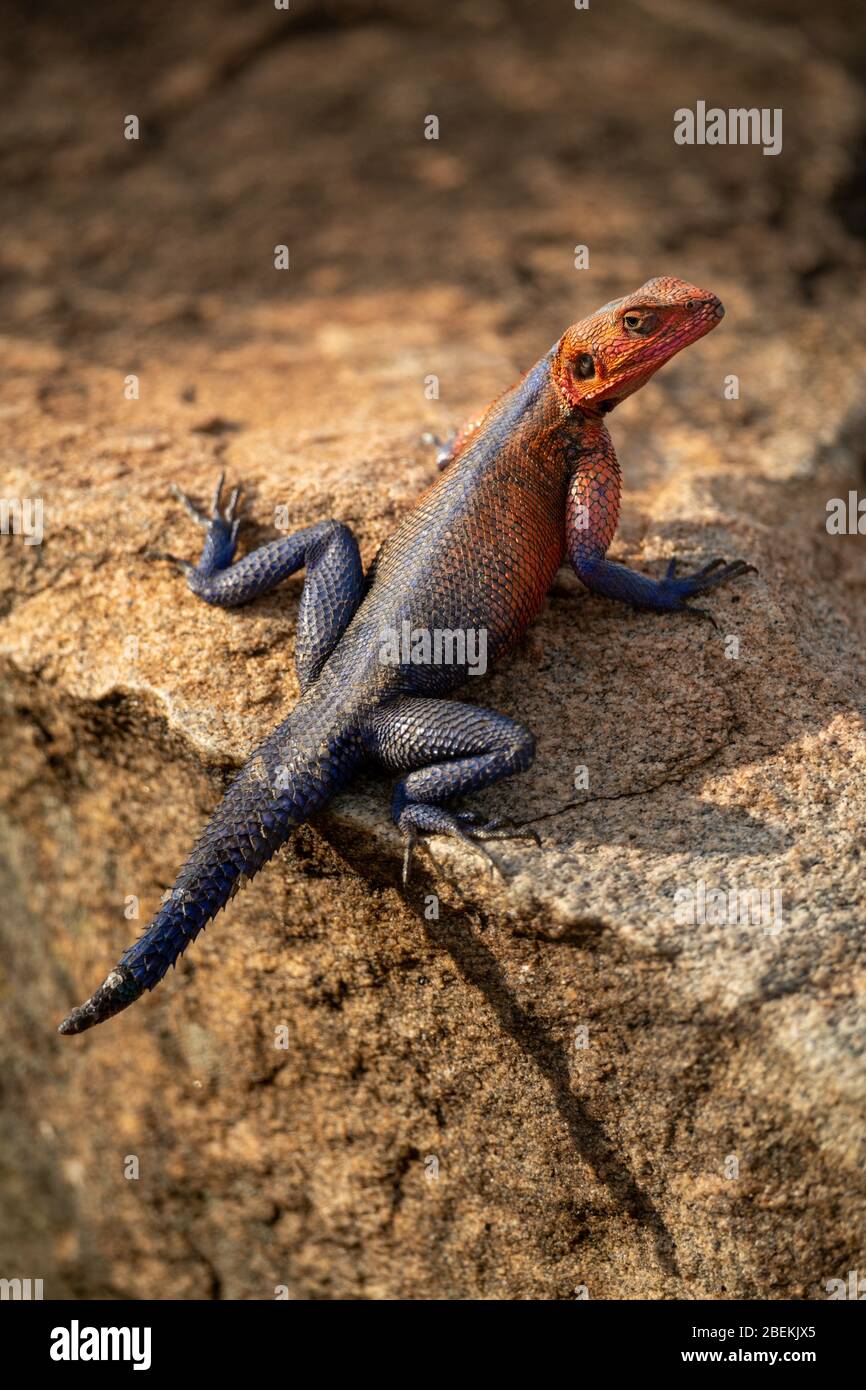 Spider-Man agama perches on rock eyeing camera Stock Photo - Alamy