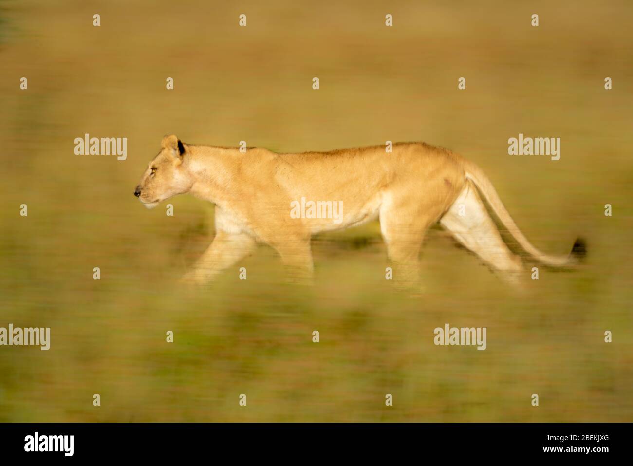 Lioness running grassland hi-res stock photography and images - Alamy