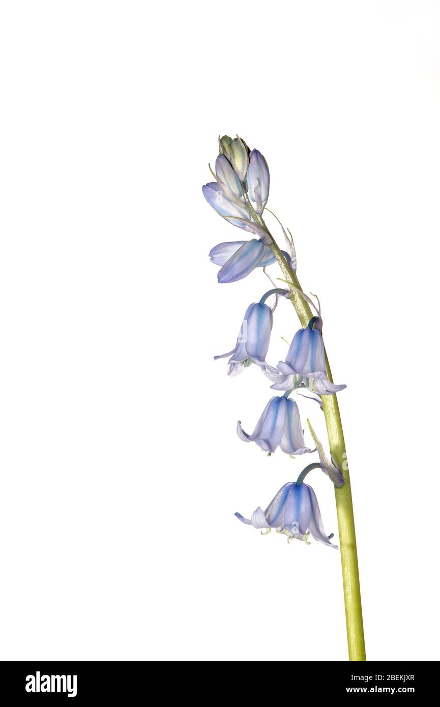 bluebell flower stem isolated on white Stock Photo - Alamy