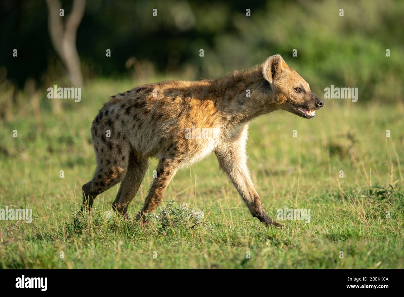 Spotted hyena running across grass with catchlight Stock Photo - Alamy