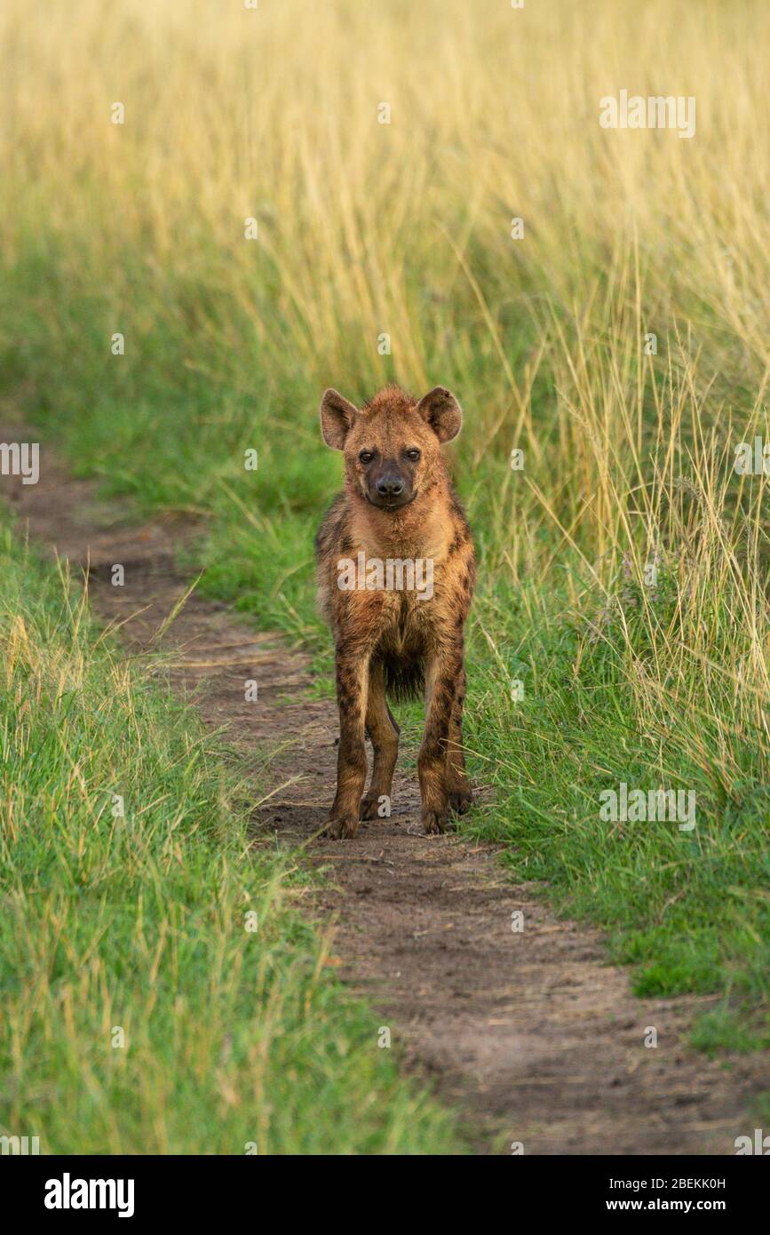 Spotted hyena stands facing camera on track Stock Photo - Alamy