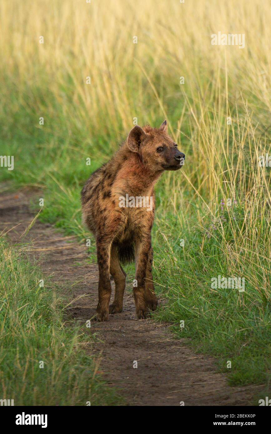 Spotted hyena stands turning head on track Stock Photo - Alamy