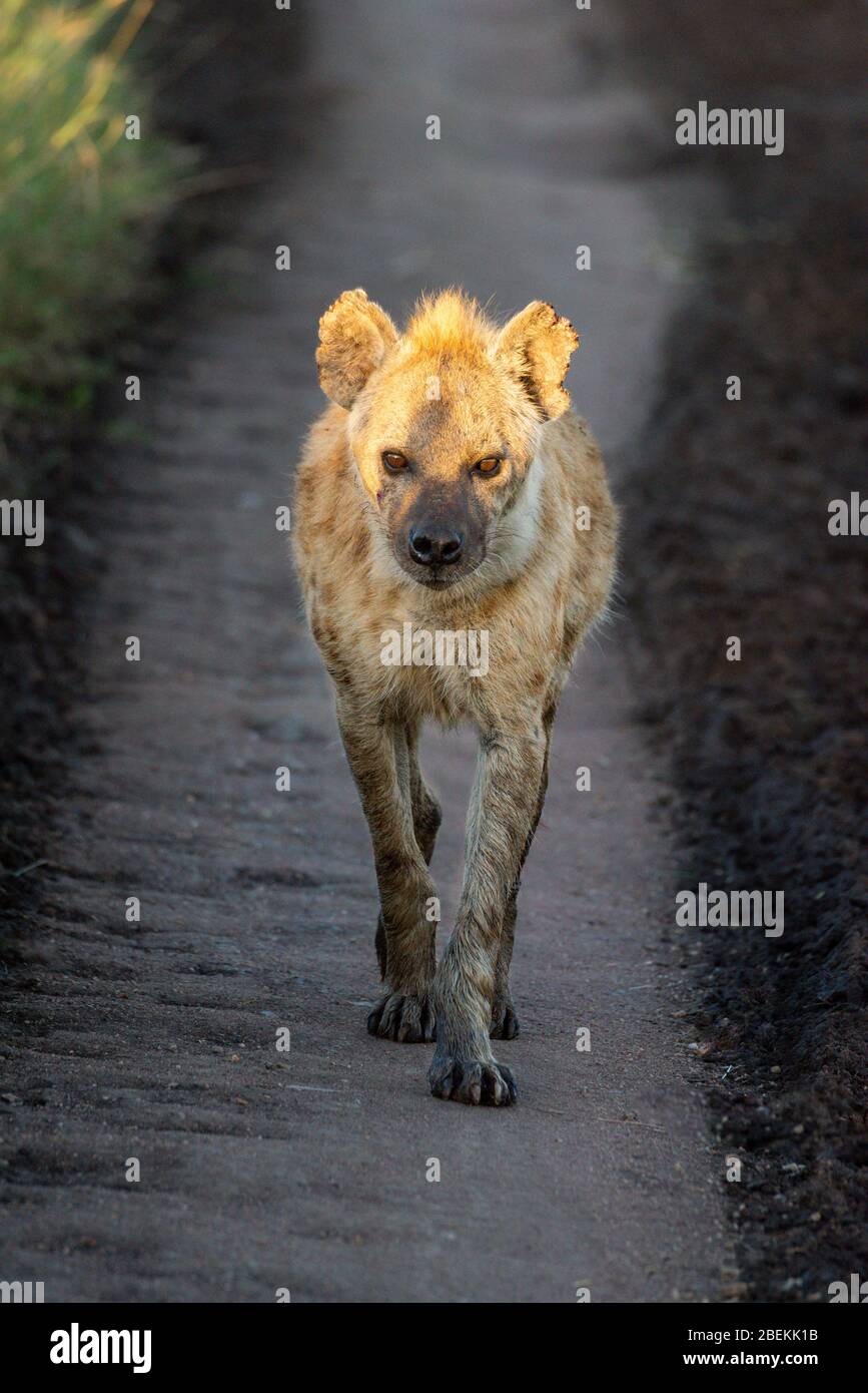 Spotted hyena walks down track towards camera Stock Photo - Alamy