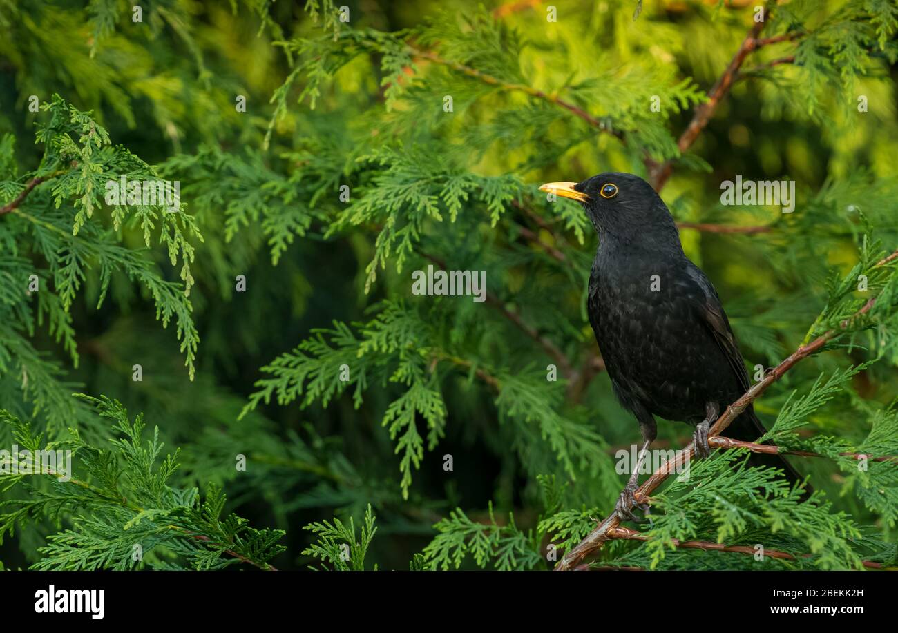 Male space hi-res stock photography and images - Alamy