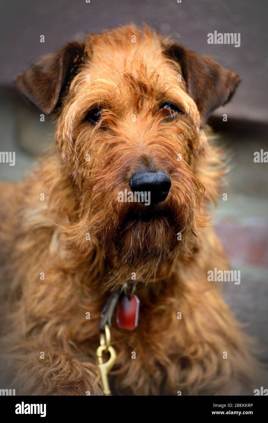 Cute dog, handsome with beautiful colors and thick hair Stock Photo - Alamy