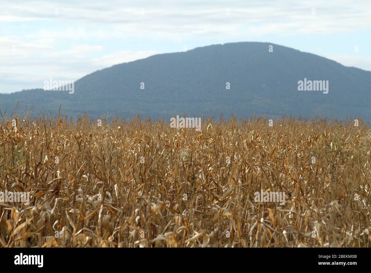 (plant crop) (romania) hi-res stock photography and images - Alamy