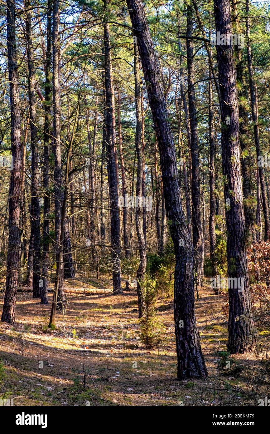 Early spring mixed forest on sandy grounds of natural landscape ...