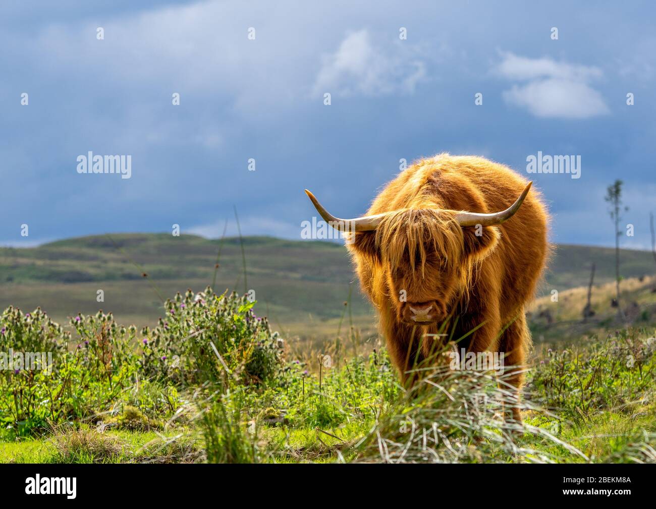 Highland Cow with red hair and horns standing in a field in Scotland ...
